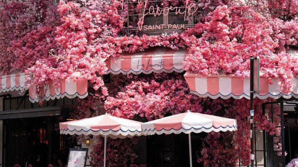 Um café com mesas ao ar livre, coberto por toldos listrados e rodeado por flores cor-de-rosa.