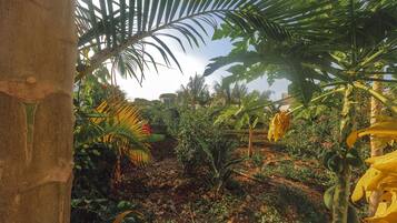 Quarto triplo luxo, varanda, vista para o jardim | Vista para o jardim
