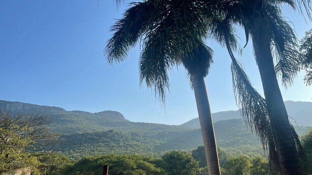 Visão de um jardim exuberante, com palmeiras, um gazebo e um edifício ao fundo.
