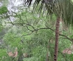 Uma floresta densa com um tronco de árvore e galhos proeminentes.