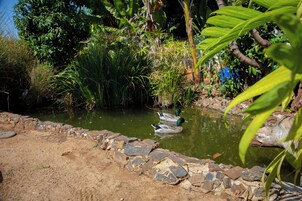 Um lago com patos, cercado por pedras e vegetação.
