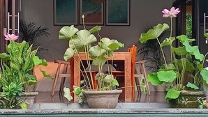 Área de piscina com plantas de lótus, mesa e cadeiras de madeira.