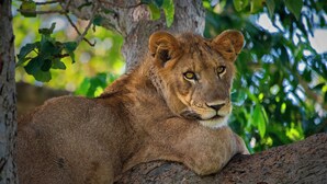 Passeio com observação de animais selvagens