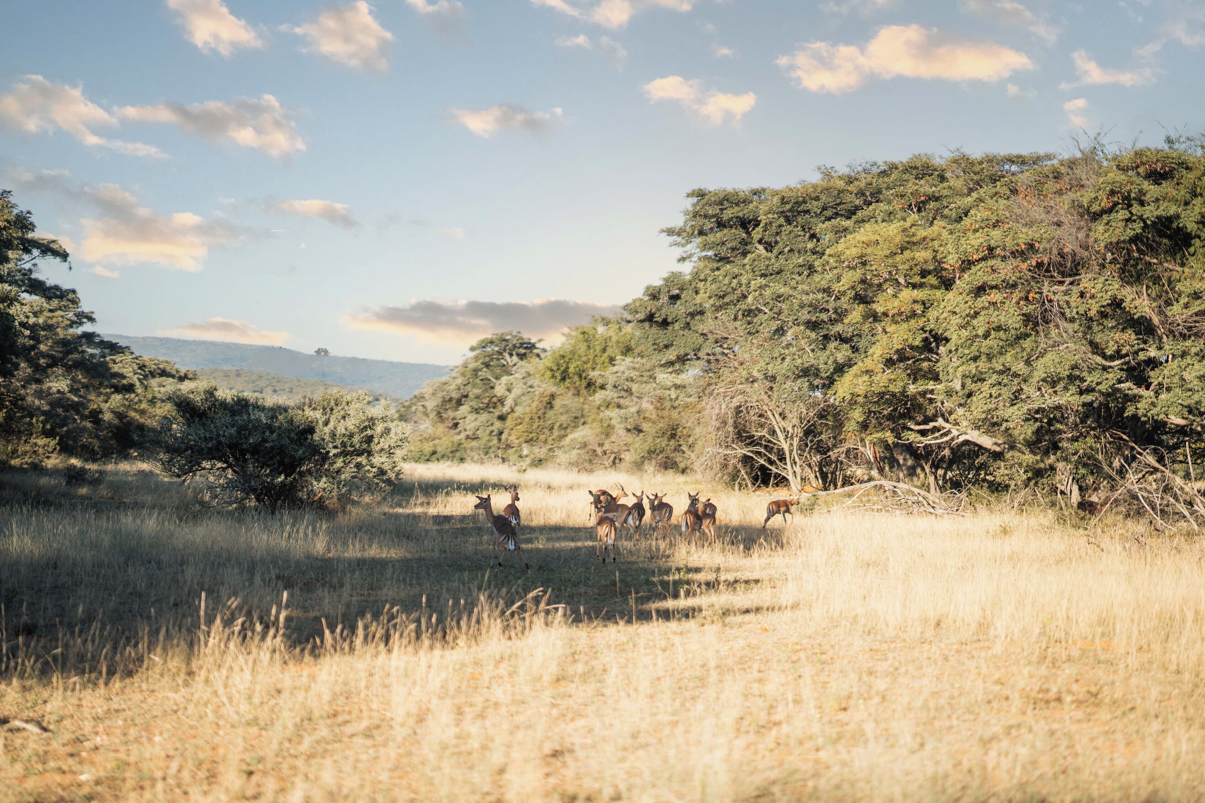 Paisagem natural com um grupo de veados em um campo gramado, rodeado por árvores e colinas ao fundo.