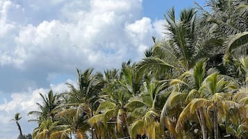 Perto da praia, toalhas de praia