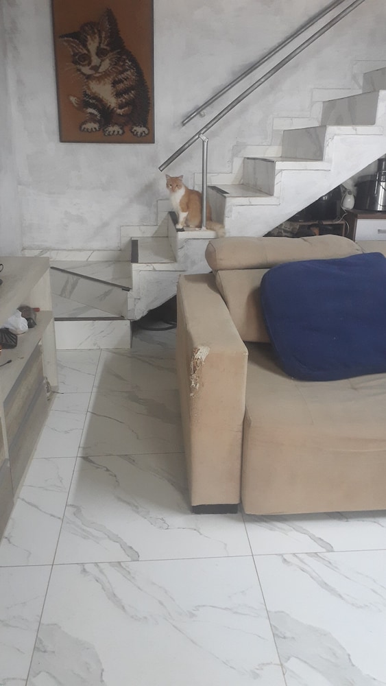 Cat boarding are you going to travel, leave your little friend here and ...