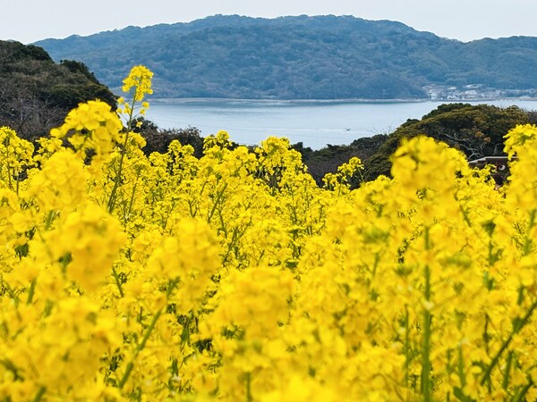 Nokonoshima Island Park Villa Sakimori - Japan