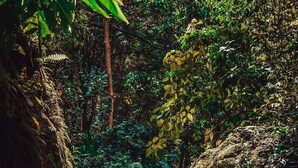 Um riacho serpenteia por uma paisagem rochosa com vegetação densa.