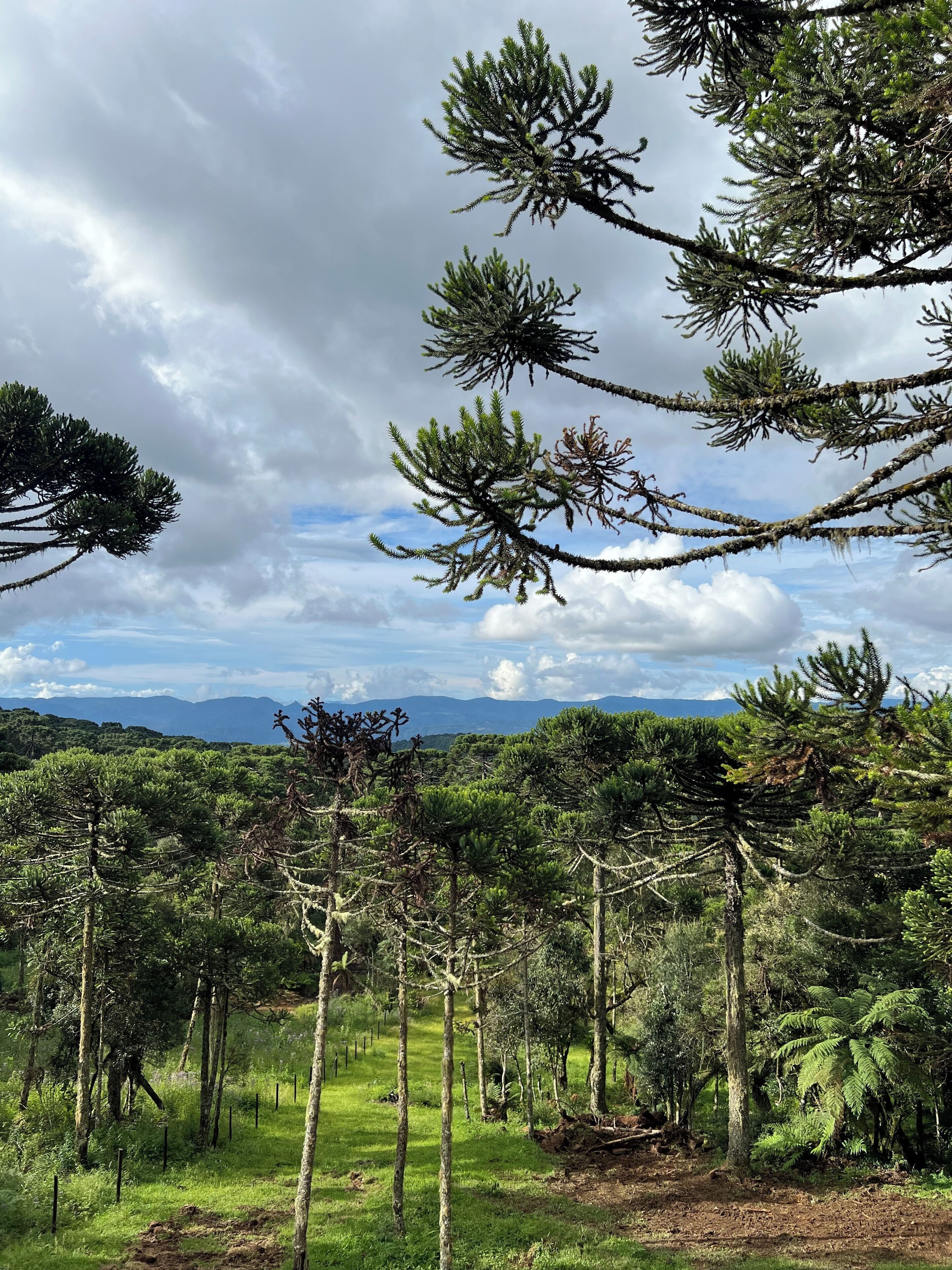 Paisagem arborizada com árvores altas e uma cordilheira distante.