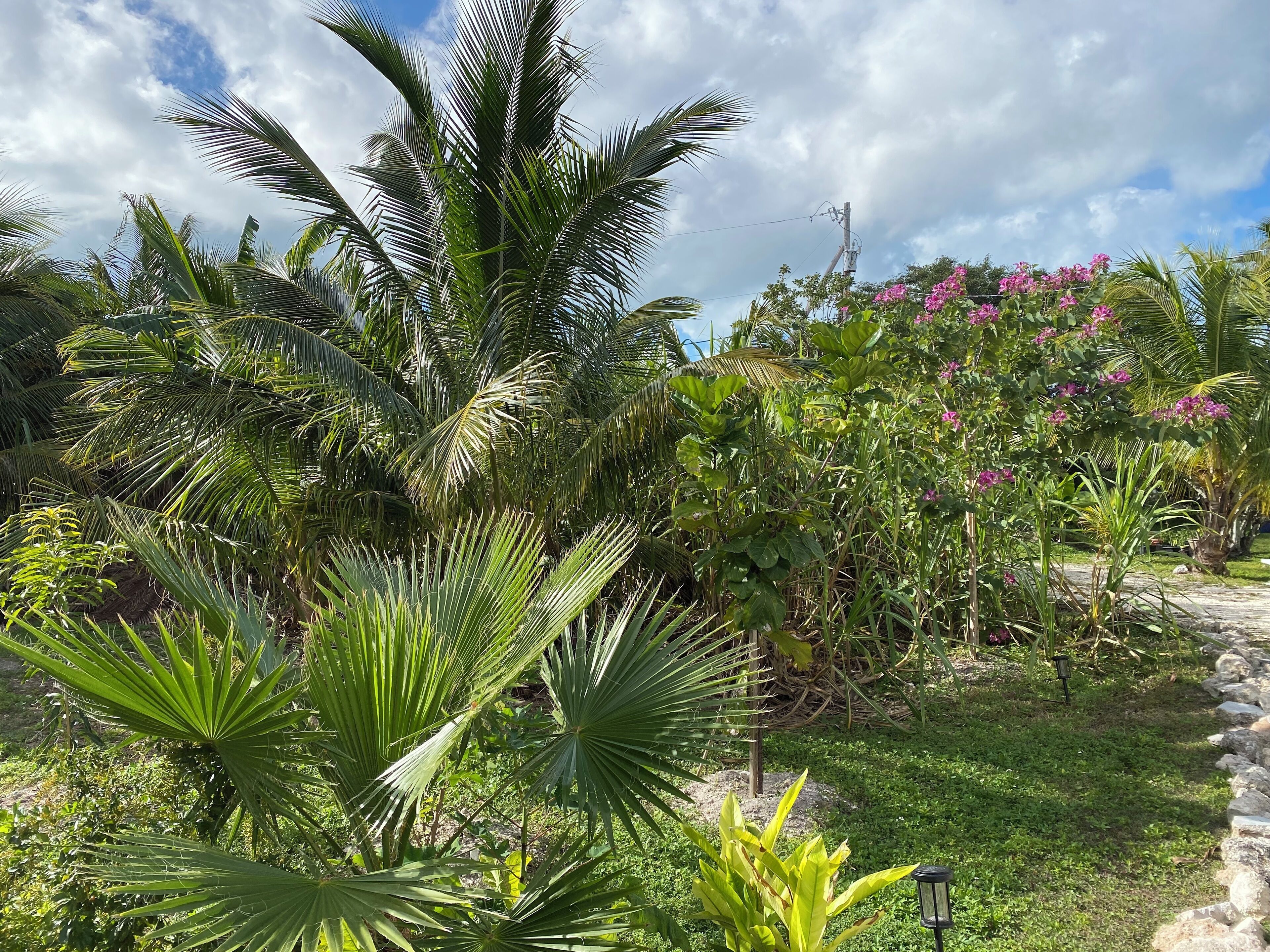 Um jardim exuberante com palmeiras e plantas floridas.