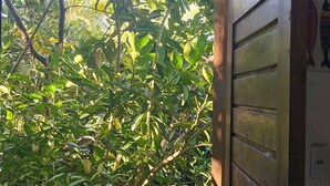 Quarto com janela que dá para vegetação densa, porta de madeira e interruptor de luz fixado na parede.