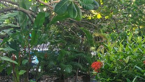 Um caminho no jardim com uma borda de pedra, cercado por diversas plantas e árvores.