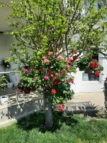Uma árvore com flores cor-de-rosa em um pátio.