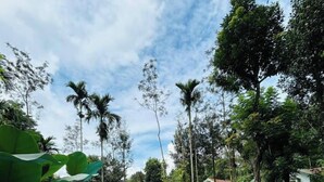 Piscina retangular com borda azulejada, rodeada por vegetação exuberante e altas palmeiras.