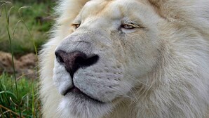 Um close-up do rosto de um leão branco, com um nariz proeminente e uma juba ao redor da cabeça.