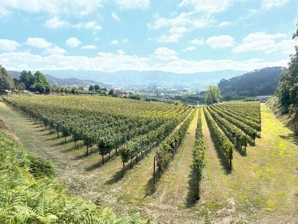 Quinta Picouto De Cima - Guimarães