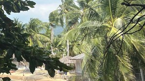 Uma praia tropical com palmeiras e palafitas.