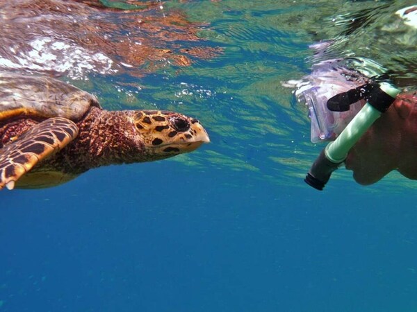 Velaa Vani - The Turtle Hive Maldives - Maldives