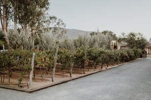 Um vinhedo com fileiras de videiras, um caminho de cascalho e um edifício ao fundo.