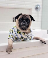 Um cão pug em uma banheira com uma toalha.