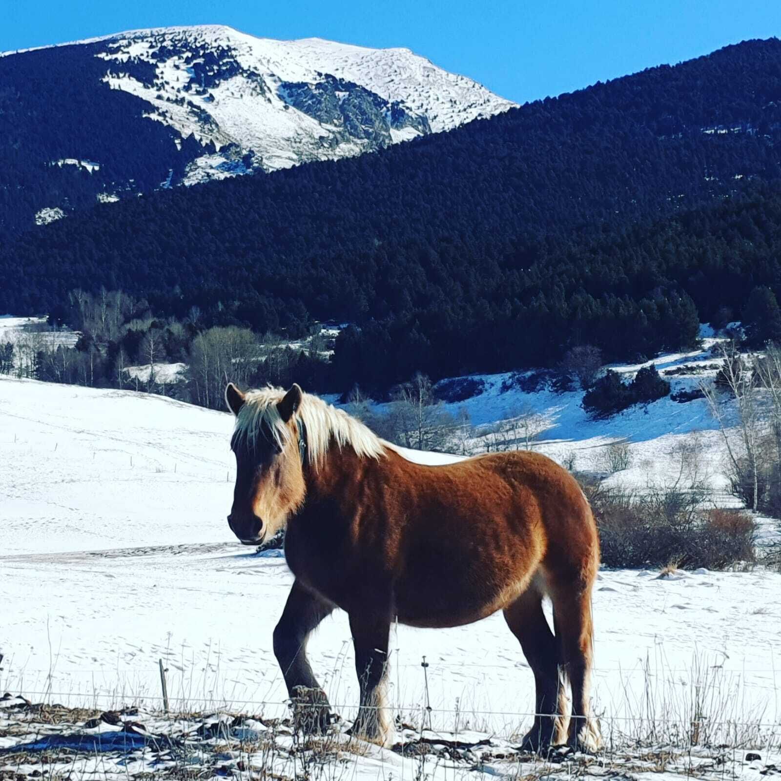 Um cavalo em um campo nevado, com uma montanha ao fundo.