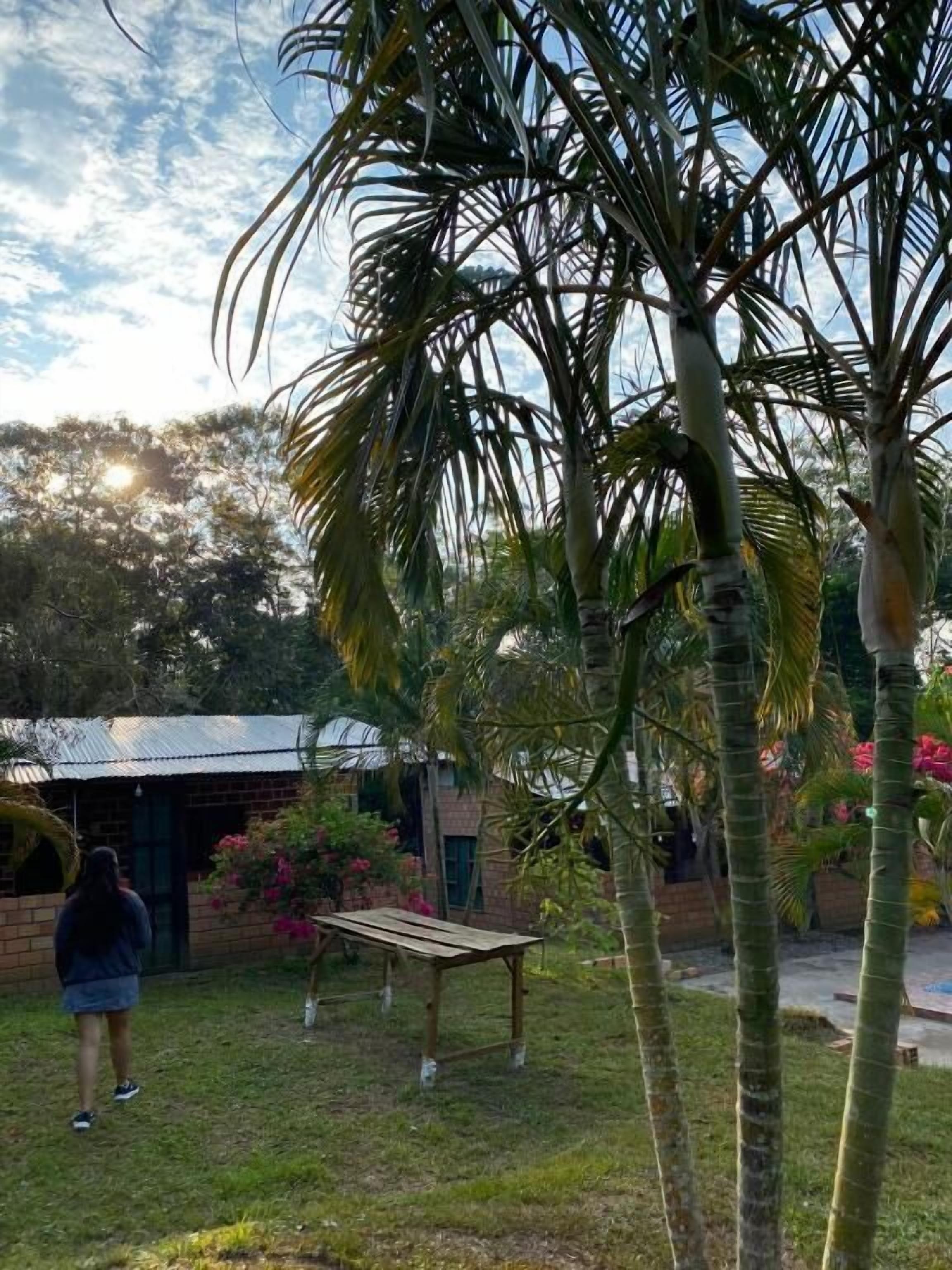 Um jardim com palmeiras, um banco de madeira e um edifício de tijolos com telhado de metal.