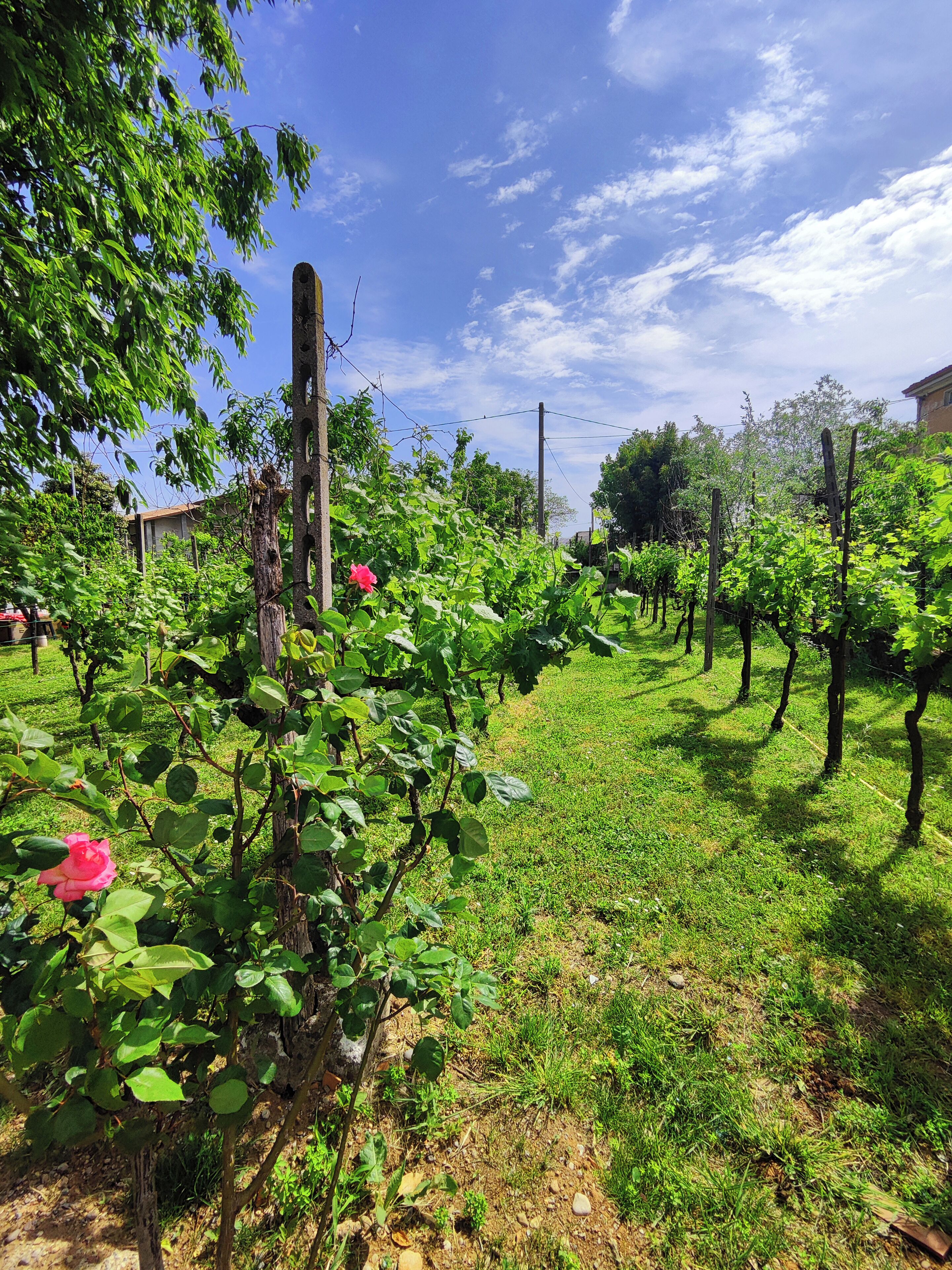 Vinhedo com fileiras de videiras, um poste de madeira e uma rosa rosa.