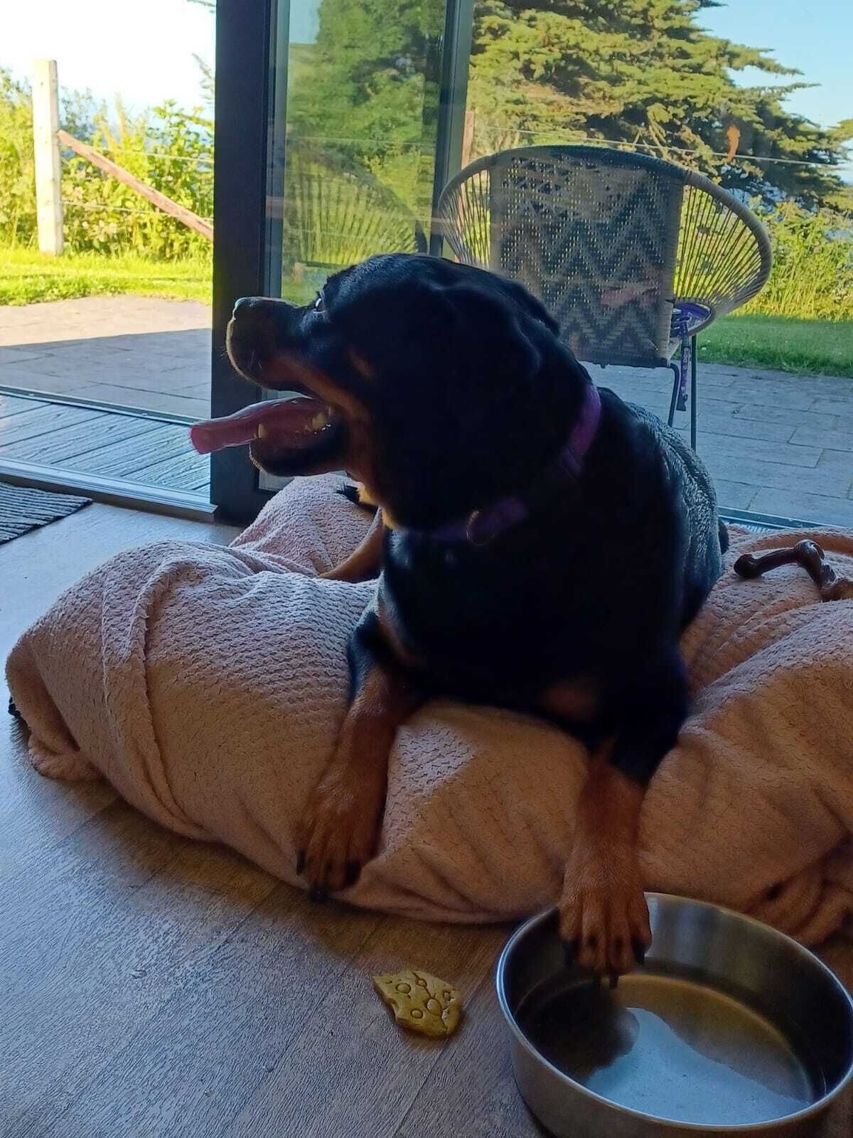 Um cão sentado em uma cama bege para animais de estimação dentro de um quarto com porta de vidro que dá para um pátio.