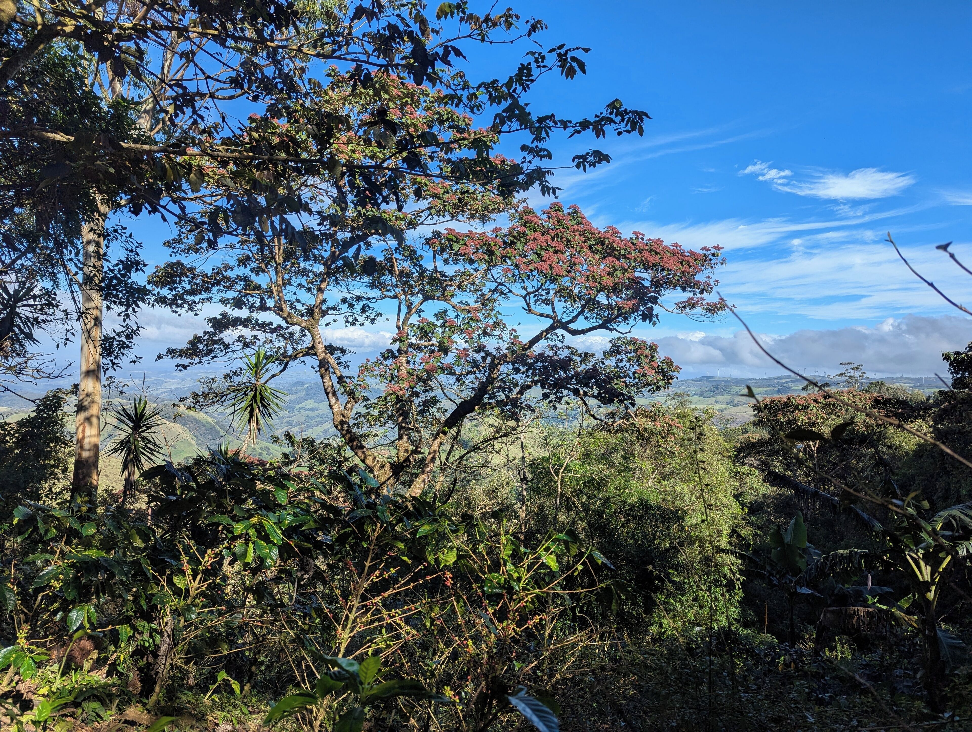 Paisagem exuberante com vegetação densa e um céu azul límpido.