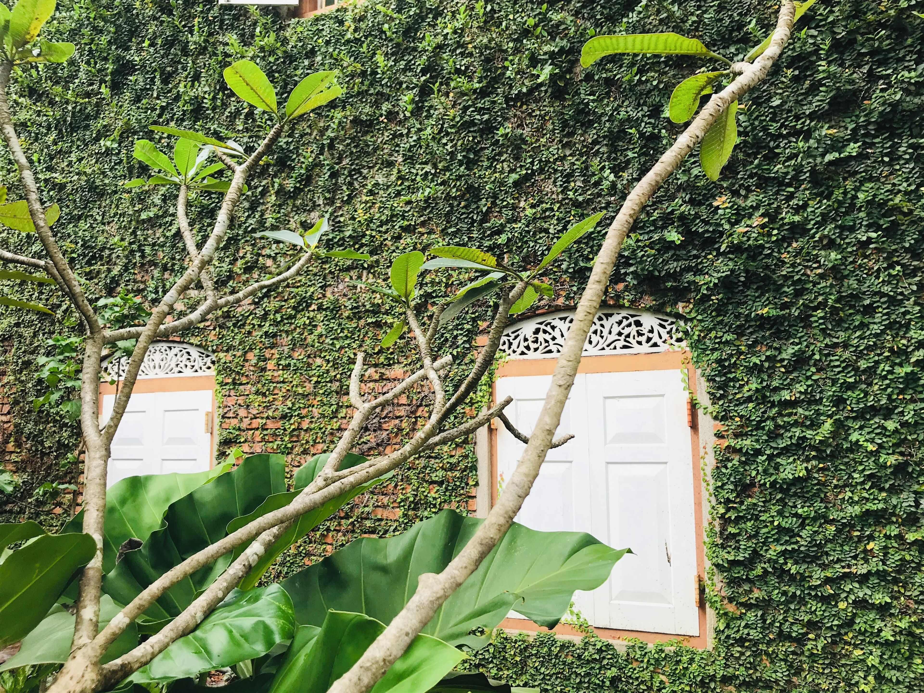 Edifício parcialmente coberto por hera, com duas portas brancas e detalhes decorativos.