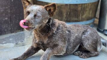 Um cão deitado sobre uma superfície de concreto com um barril de madeira e uma lata de lixo preta ao fundo.