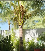 Uma palmeira com cocos em um jardim.