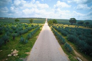 Casa de Luxo, vista para o jardim | Vista para o jardim
