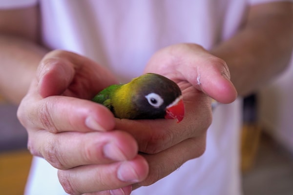 Hostal Corazón Verde - Medellín