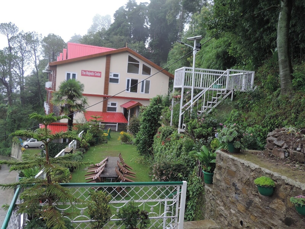 The Majestic Cedar - Kasauli
