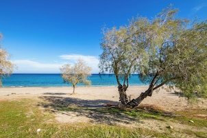 Uma praia com céu azul límpido, areal arenoso e algumas árvores.