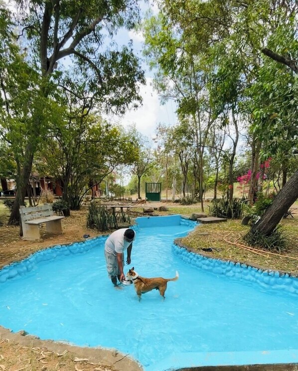 Comodidades para pets