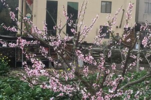 Uma árvore com flores cor-de-rosa num pátio.