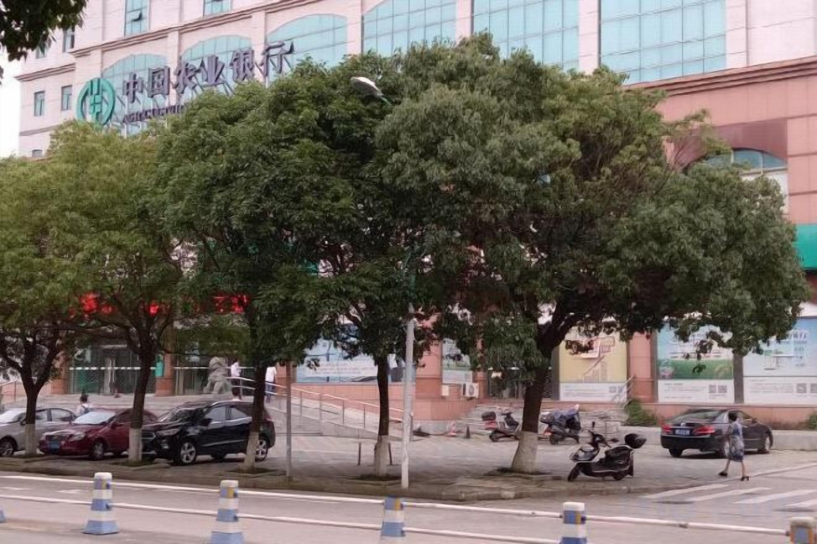 Vista da rua com árvores, carros estacionados e um edifício com placas.