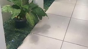 Um corredor com piso de azulejos, plantas em vasos e uma parede coberta por hera.