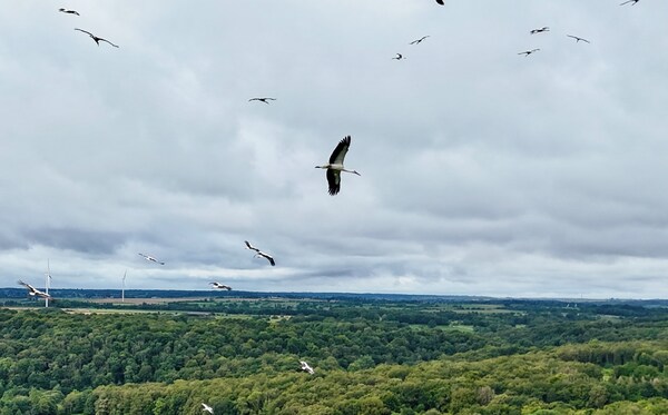 La Maison Dans Les Bois - Chimay
