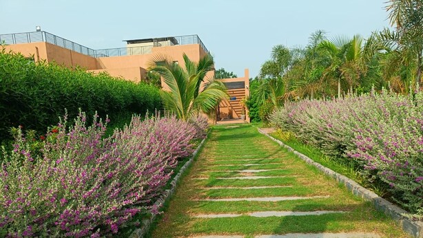 Um caminho ladeado por plantas roxas florescentes conduz a um edifício de design moderno com uma varanda.