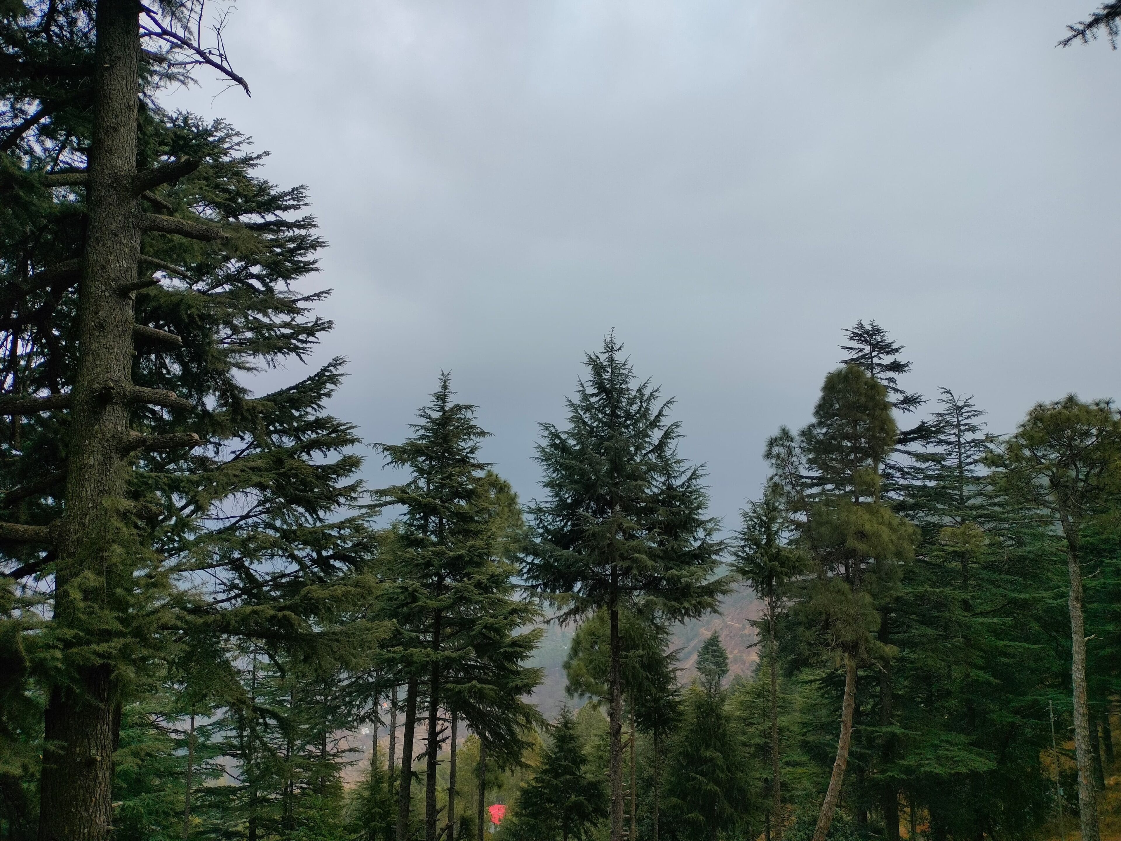 Uma floresta densa com árvores sempre-verdes altas e um céu nublado.