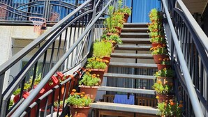 Uma escadaria com vasos de plantas em cada degrau, levando a um edifício com fachada de madeira e uma janela azul.