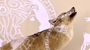 Uma estátua de lobo sobre uma rocha.