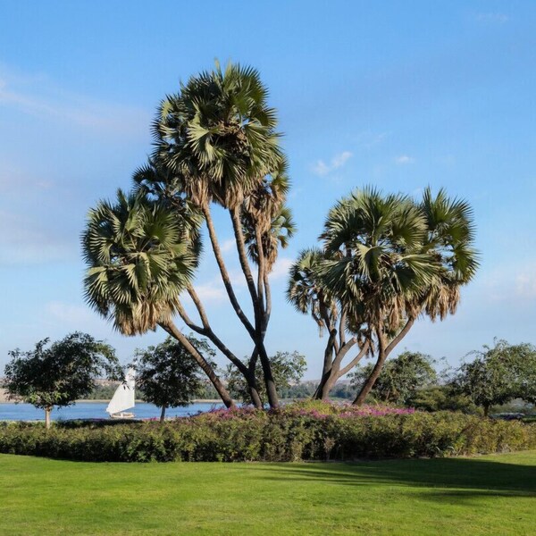 Mgm Wellness Retreat - Egypt