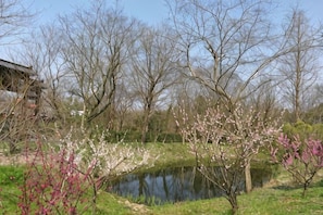 Um lago rodeado por árvores com flores cor-de-rosa, uma área gramada e um edifício ao fundo.