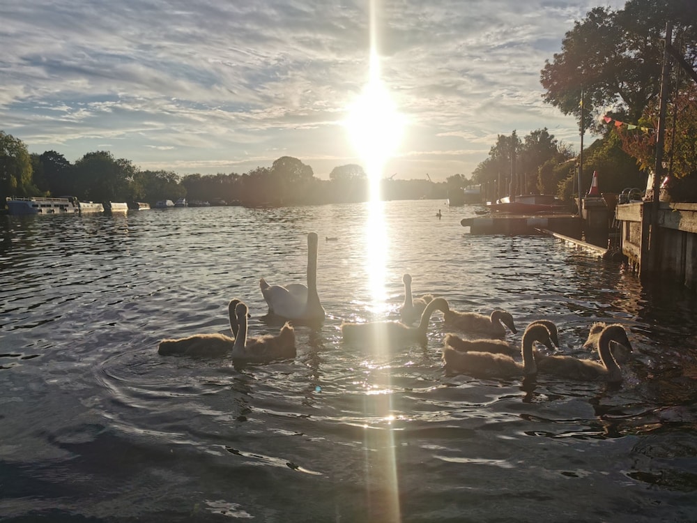 River Cabin In Berkshire - Henley-on-Thames