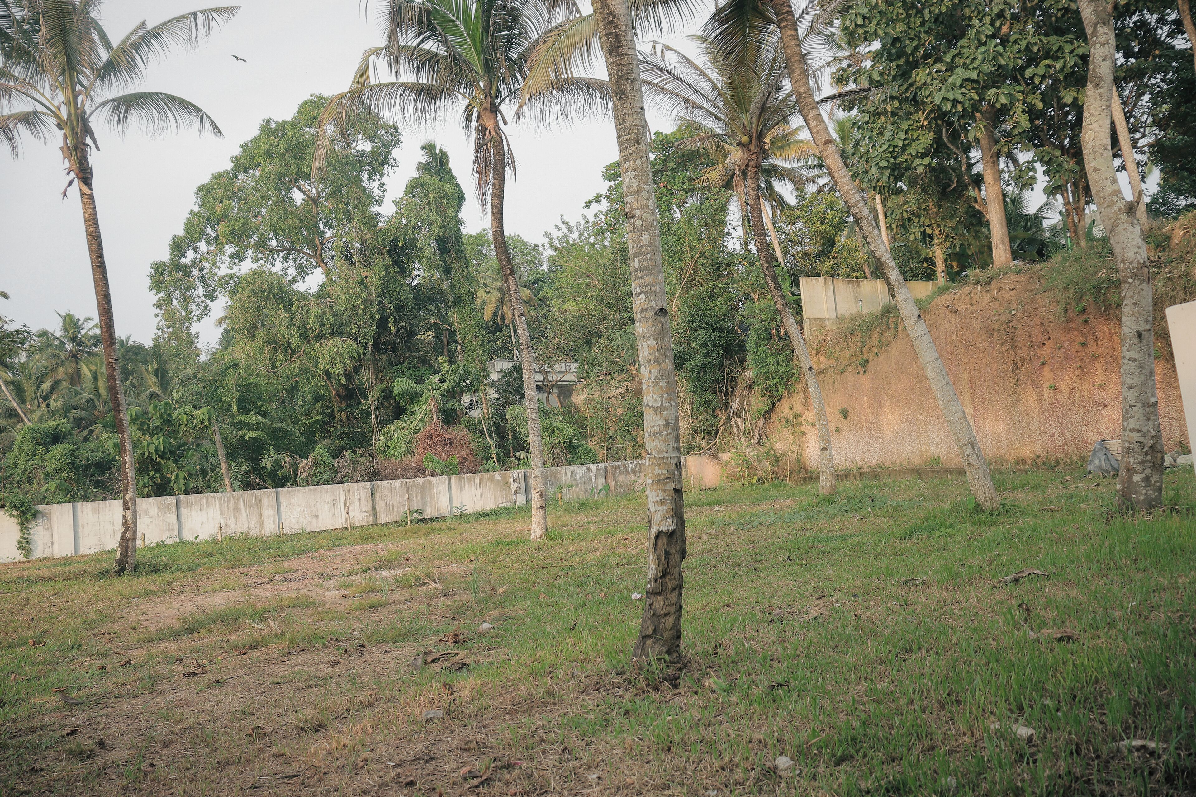 Uma área gramada com palmeiras e um muro de concreto.