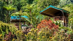 Estrutura de madeira rústica com telhado verde, rodeada por vegetação tropical exuberante.